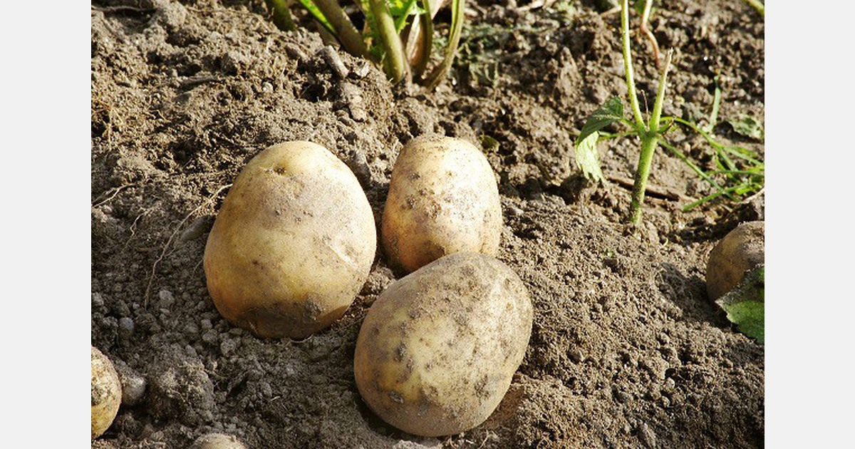 "Un mercato promettente per la nuova stagione delle patate"