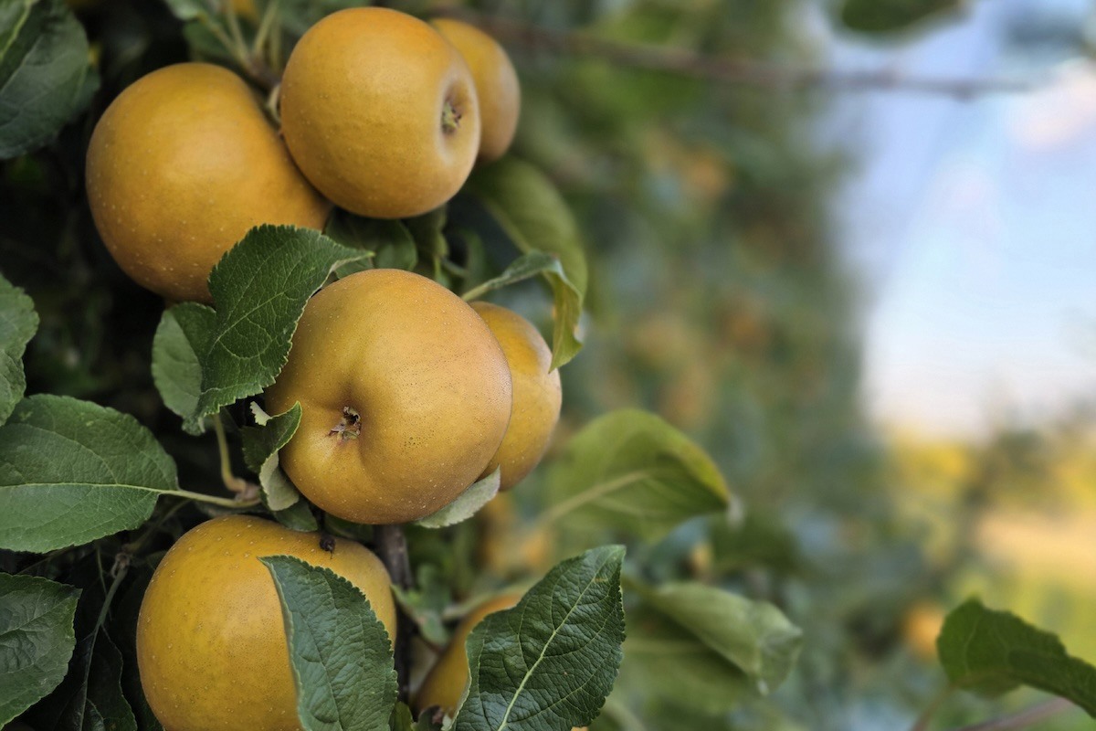 Dora, la nuova varietà di mela Rugginosa