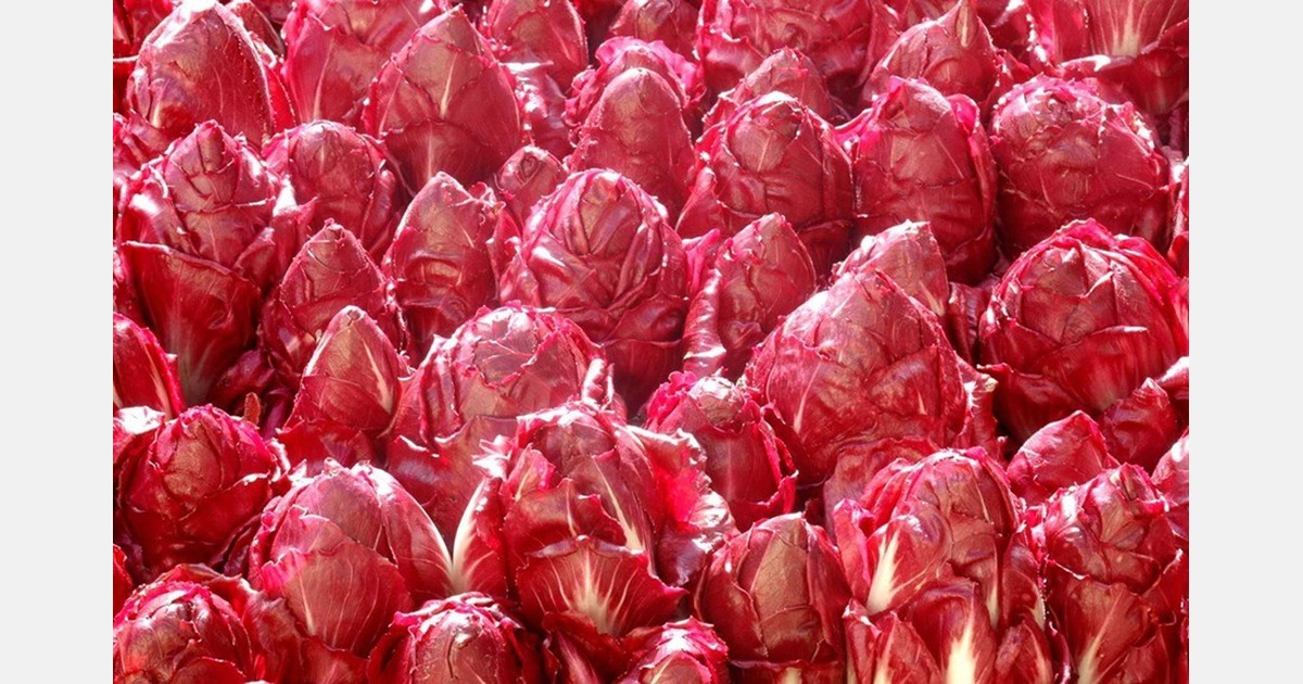 L'indivia rossa Carmine festeggia 25 anni