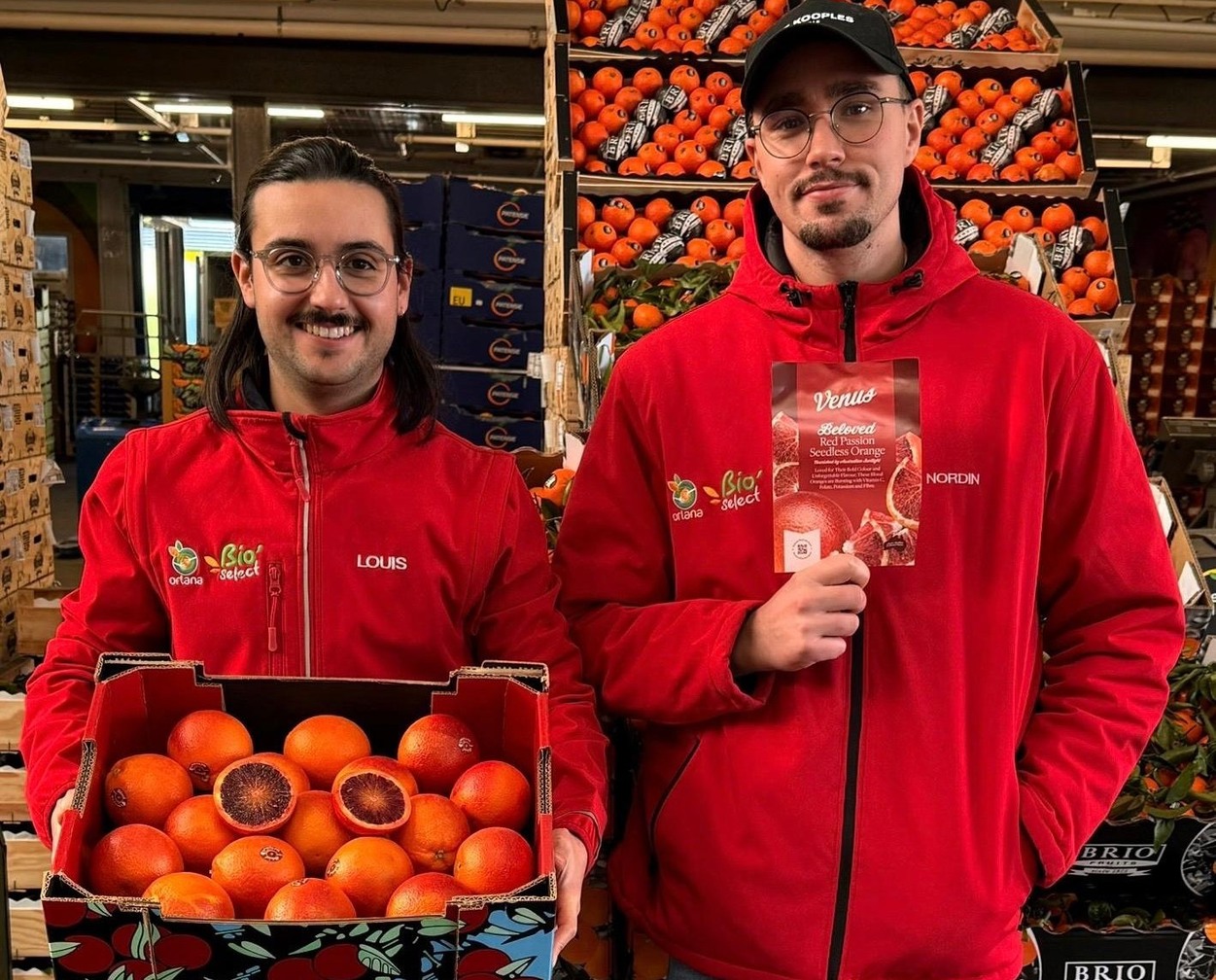 "Il Tarocco Ippolito australiano è l'unica arancia rossa disponibile al ...