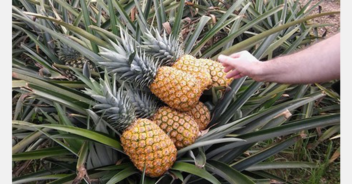 Ananas via aerea: qualita' garantita con consegne entro 72 ore dalla ...