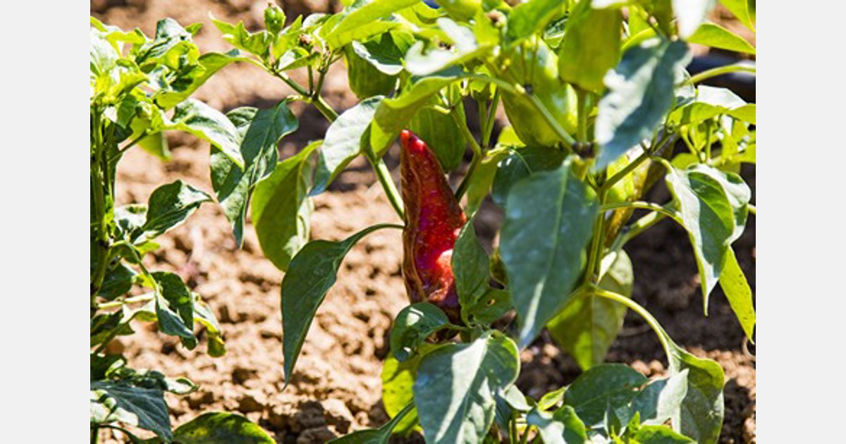 Peperone di Senise Igp: esponente dei piatti tipici italiani