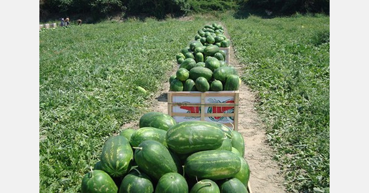 Domanda in aumento per le angurie, prezzi ancora buoni