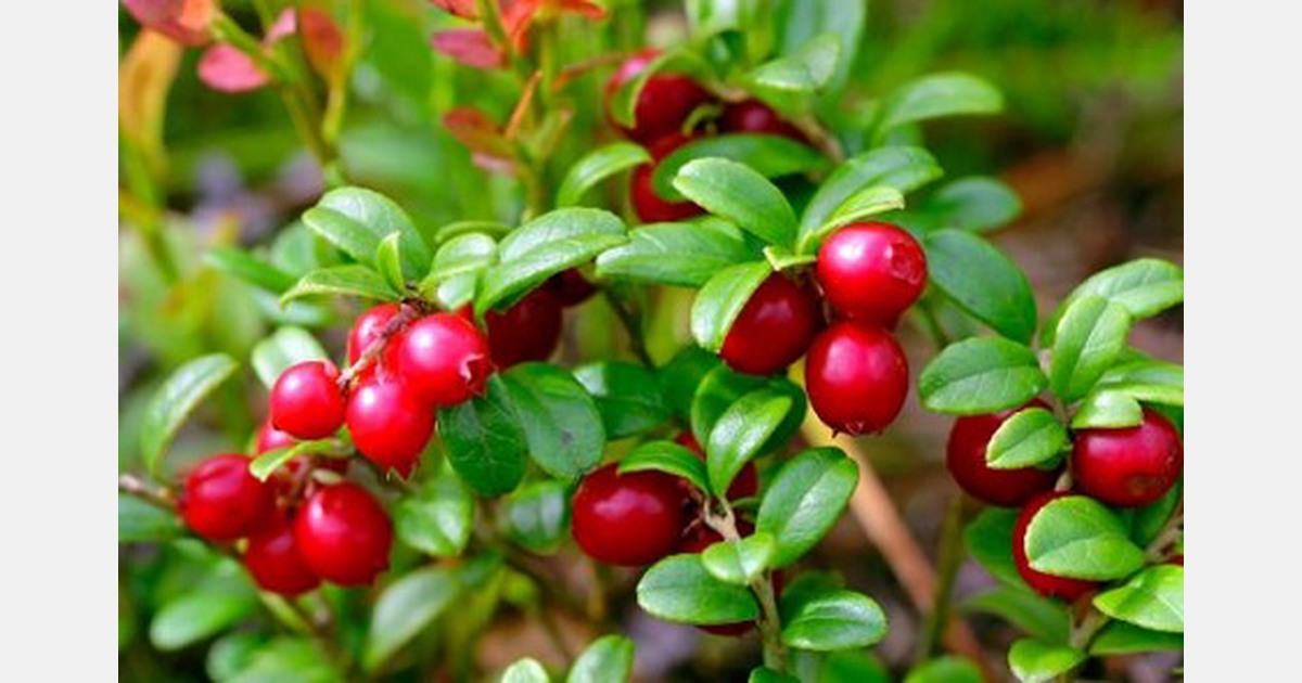 Il valore nutraceutico del mirtillo rosso europeo