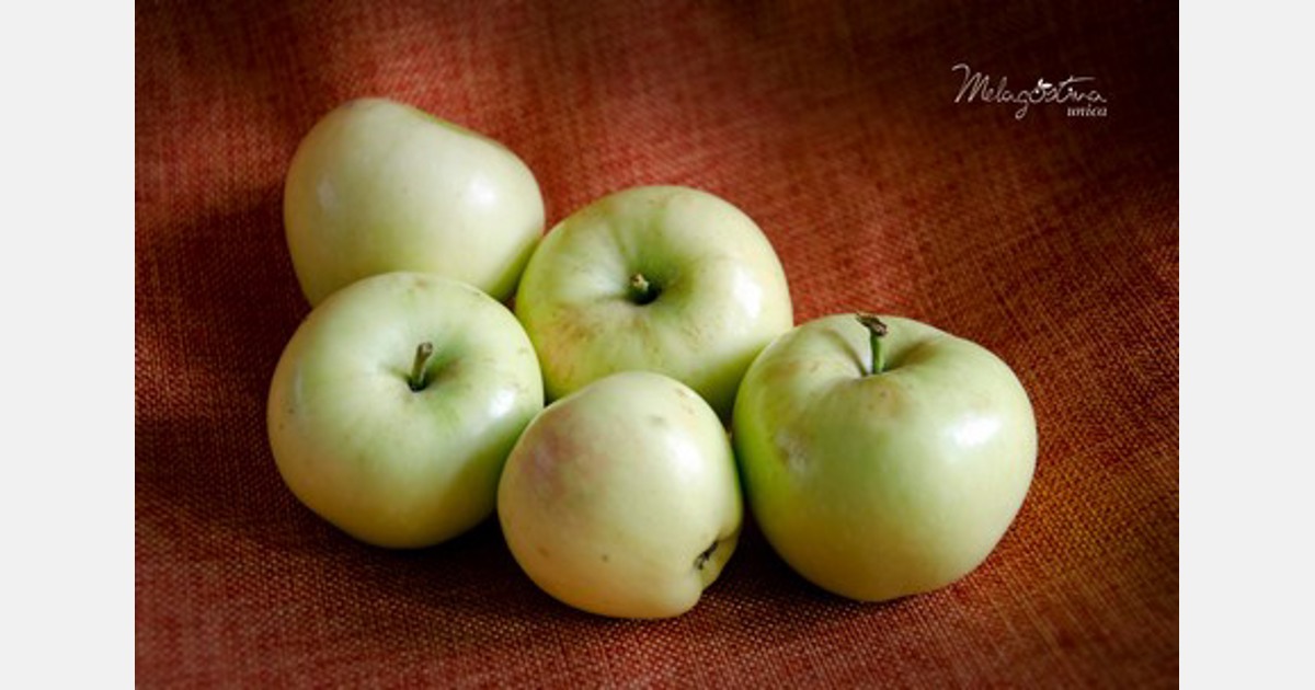 Melo Agostino: cultivar antica calabrese che punta al sigillo di ...