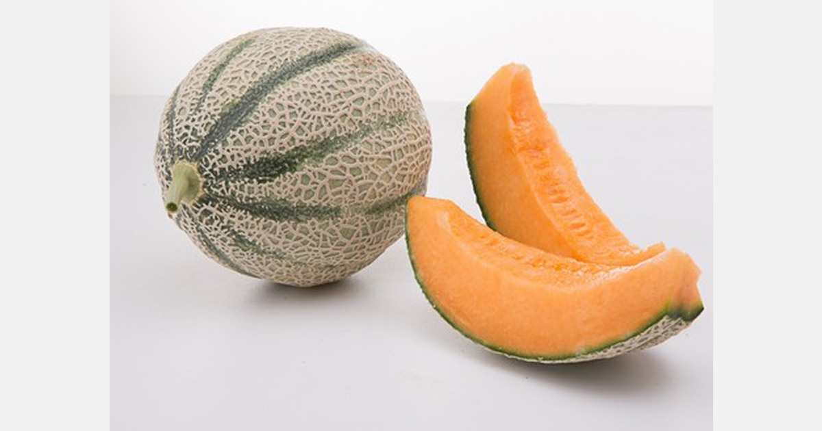 La nuova gamma di melone retato Italiano della Med Hermes