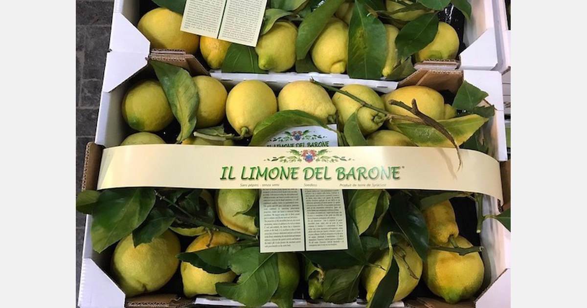 La carenza di grossi calibri segna la campagna dei limoni siciliani 2019/20