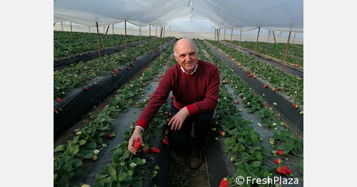 Si' all'innovazione varietale e si' a una fragola simbolo made in Italy ...