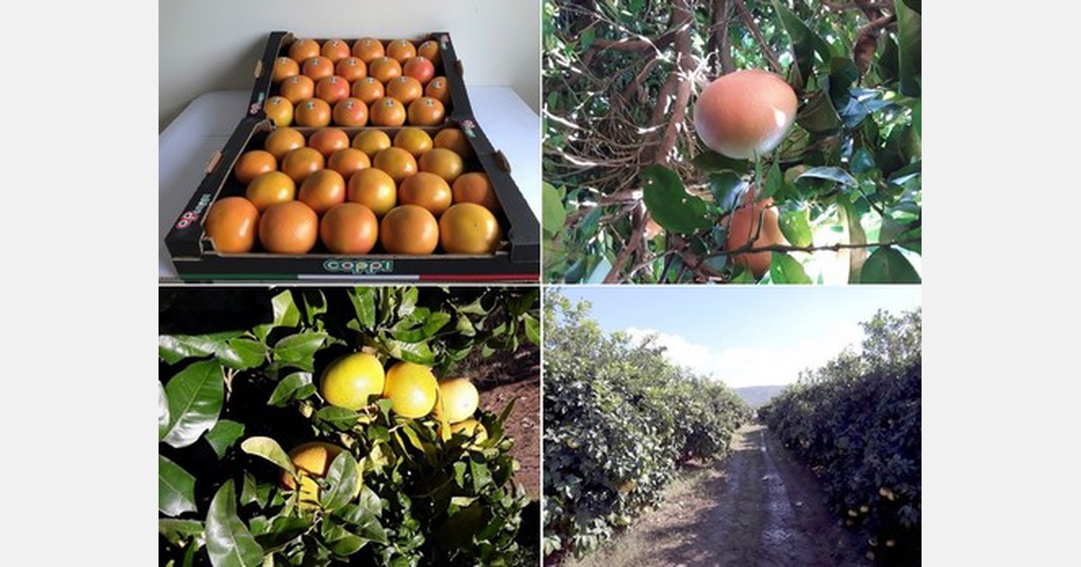 Star Ruby: il pompelmo rosso coltivato in Calabria