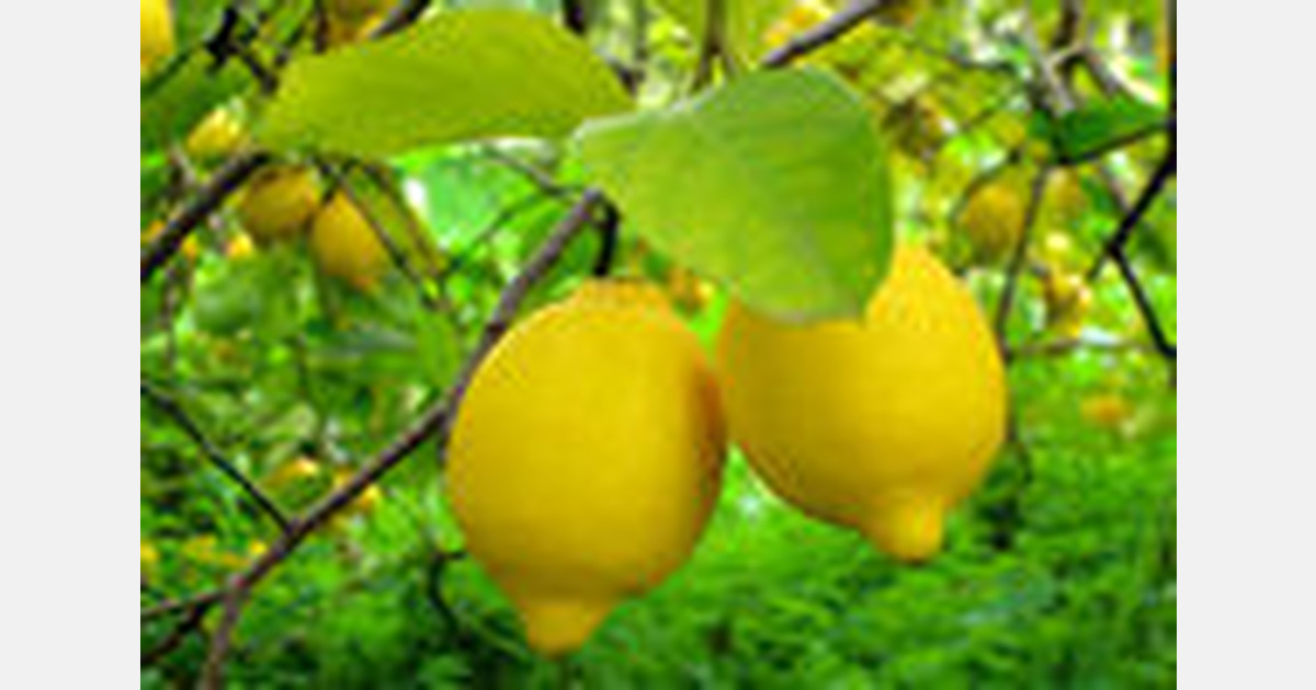 Limoni: prime quote di Bianchetto palermitano sui circuiti commerciali