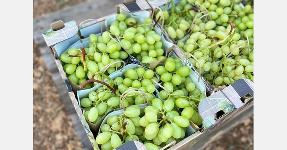 Da due settimane in raccolta con l'uva Regal seedless