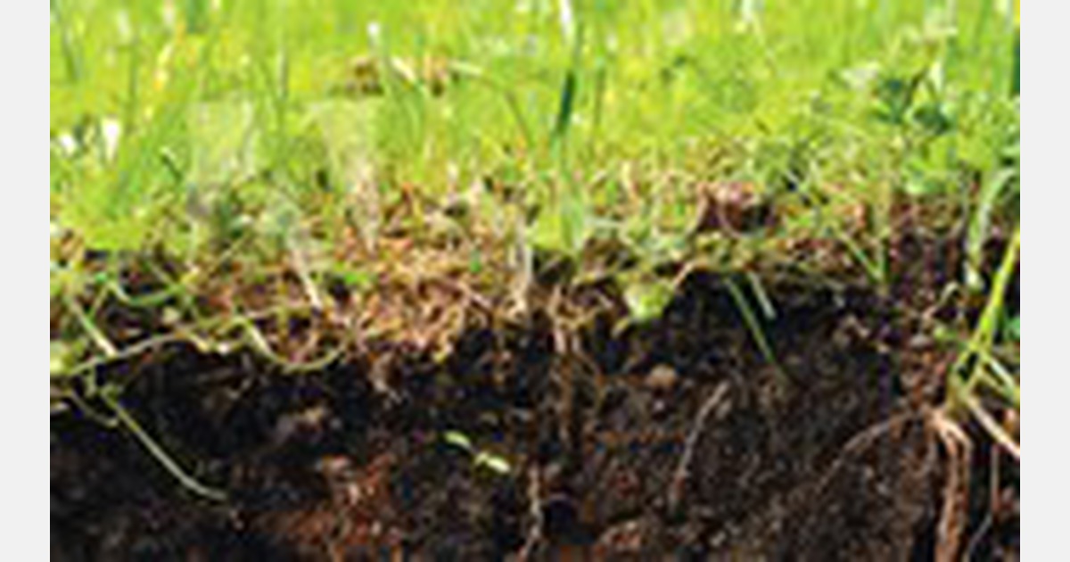 Webinar 'Il Suolo Vivo - Linee di contatto tra il microbiota ambientale ...