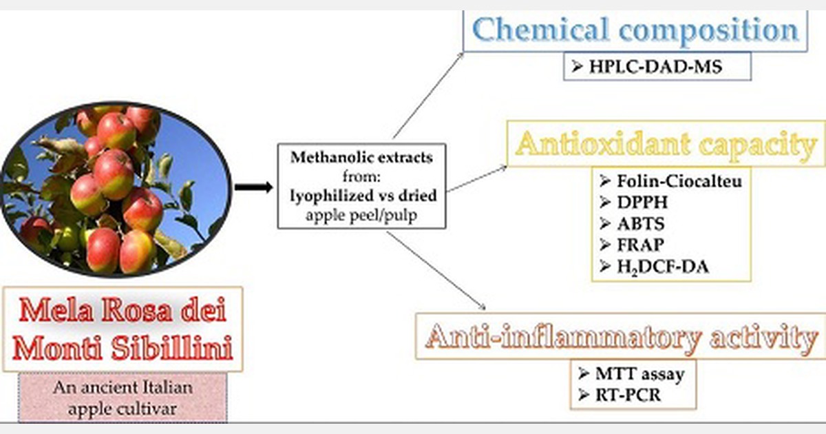 Mela Rosa dei Monti Sibillini: proprieta' nutraceutiche di un'antica ...