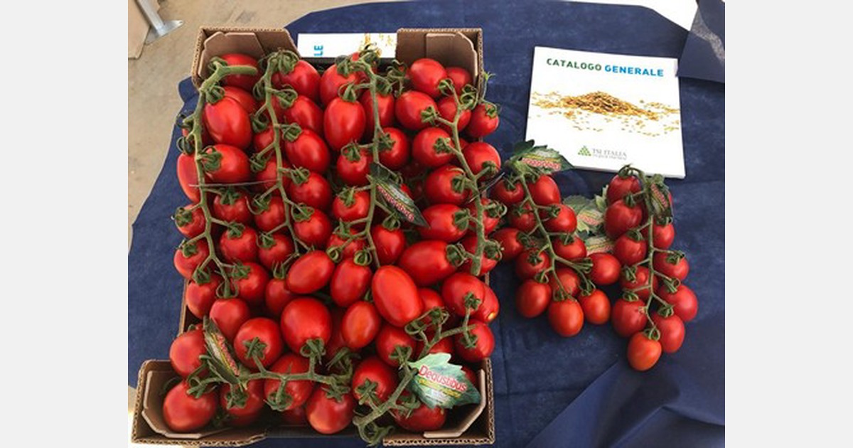 Pomodoro da mensa: la costanza varietale rafforza la marca, anche ...