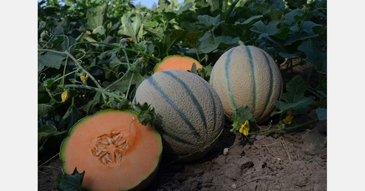 Il melone retato dal buon sapore del made in Italy che appassiona l ...