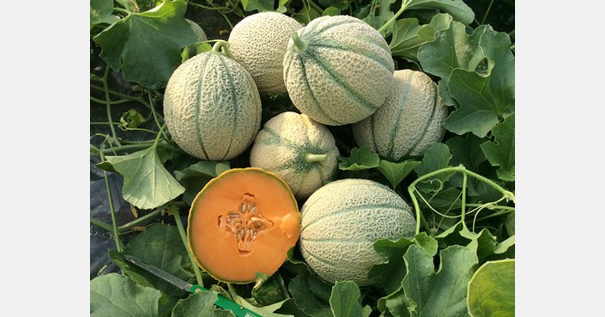 Meloni in grado di rispondere alle diverse esigenze di produttori e mercato