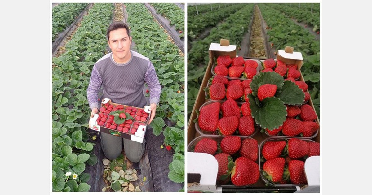 Fragola Primavera: l'esperienza di un produttore del Sud Italia