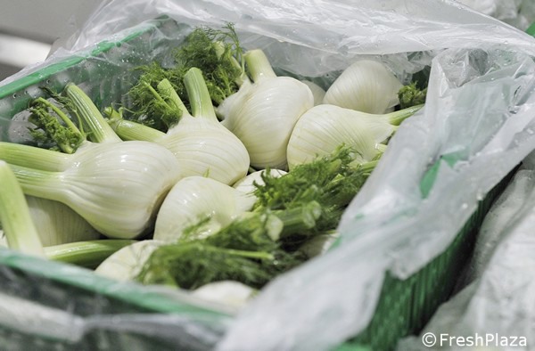 Finocchio, dallo sfuso al confezionato