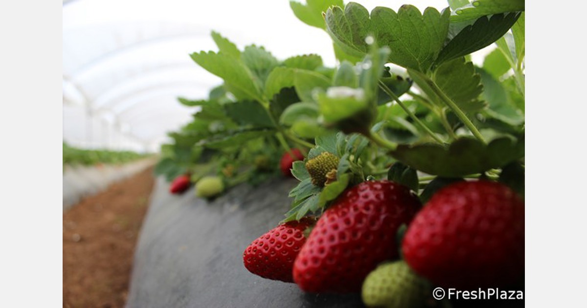 La cura nella presentazione della fragola è un aspetto da non trascurare