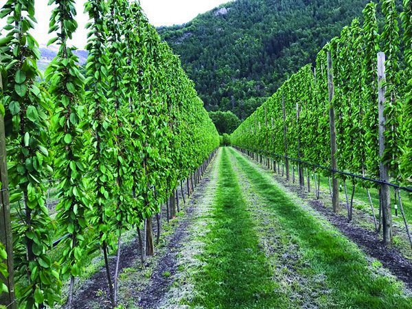 Per il Gruppo Mazzoni, i dieci anni dal suo primo ceraseto professionale