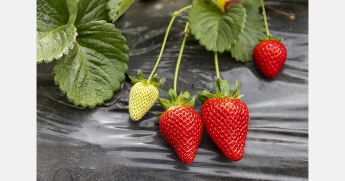 La Candonga Fragola Top Quality è protetta dai tentativi di ...