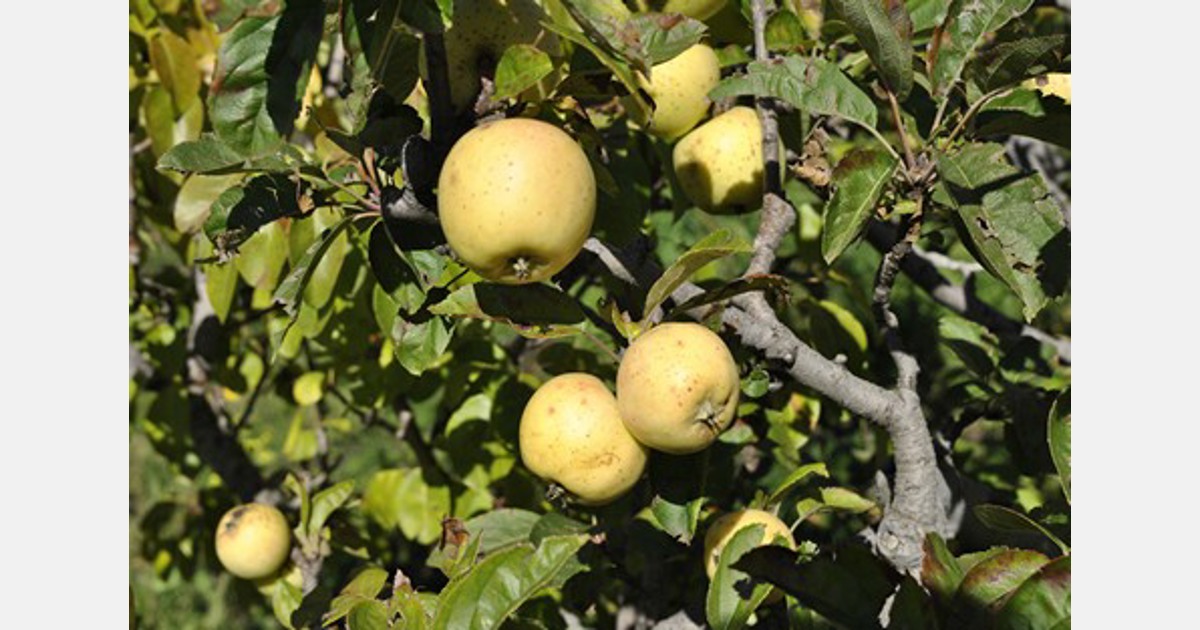 Le "meline" dell'Etna, frutti della biodiversità