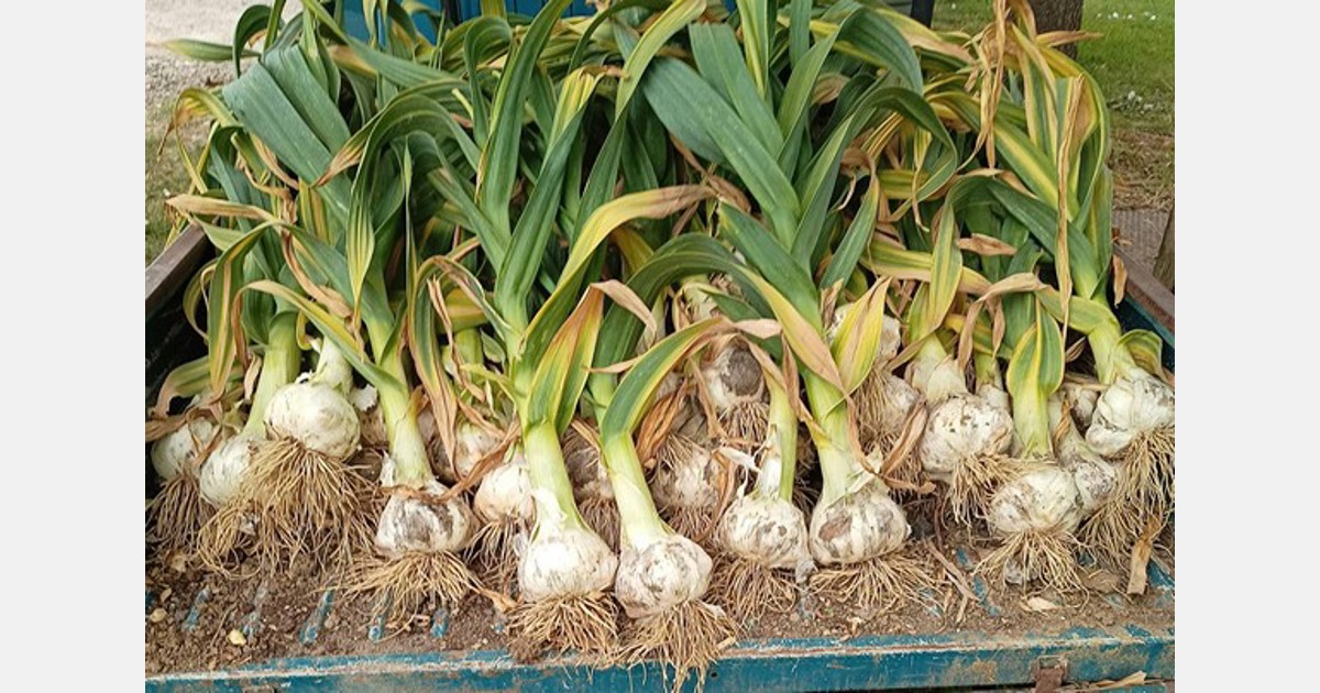 Al via la raccolta dell'aglione della Valdichiana