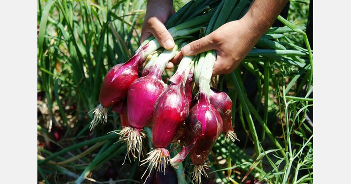 Cipolla Rossa di Tropea: una nuova primavera per la Calabria
