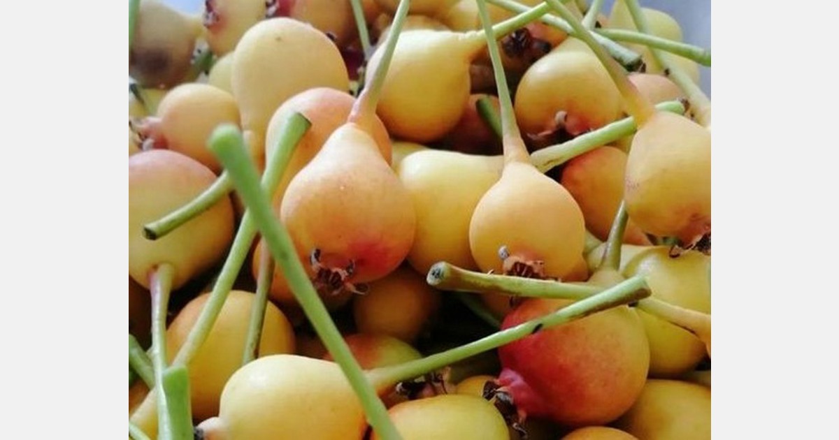 Pera Moscatello: c'è un ritorno a questa tipologia di frutto in Calabria