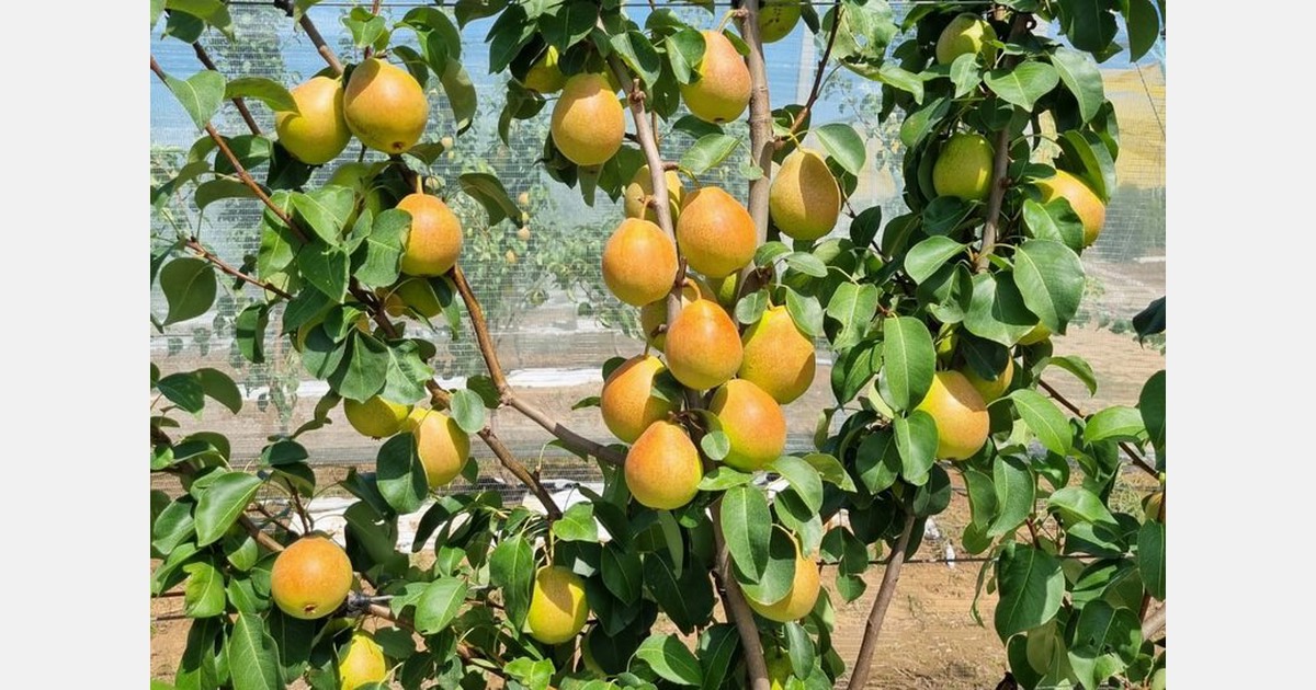 Il progetto Pera Eden si presenta ai frutticoltori italiani