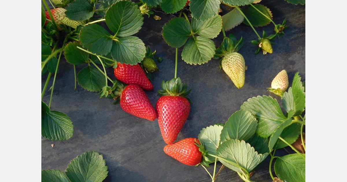Una fragola per climi mediterranei richiesta anche all'estero