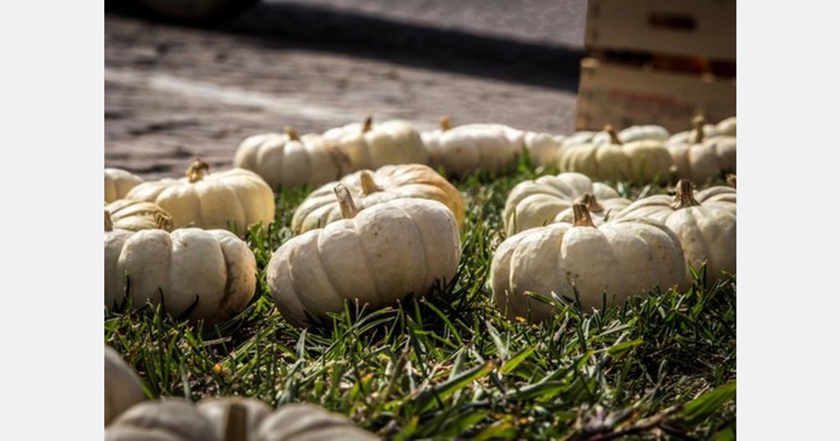Torna la Fiera della Zucca di Piozzo