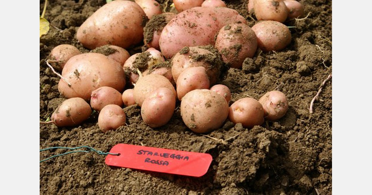 La patata di Starleggia reintrodotta nelle montagne lombarde