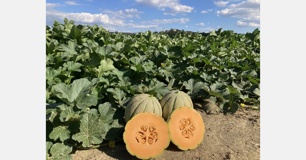 Impero, il melone che unisce la filiera