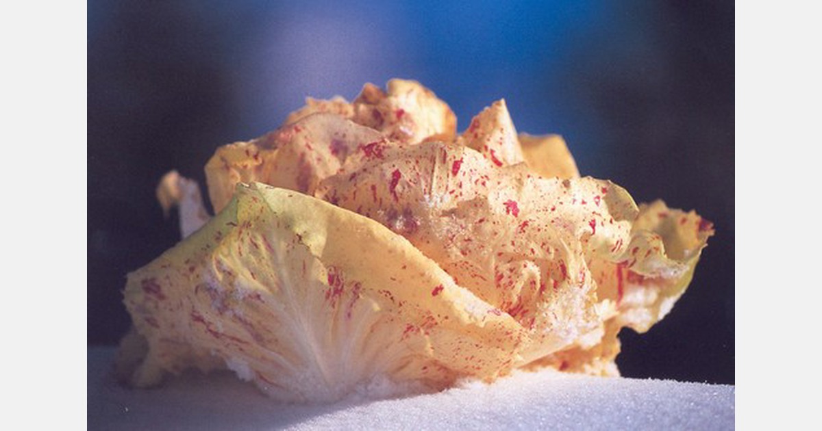 Radicchio Variegato di Castelfranco IGP: produzione +88% in 5 anni