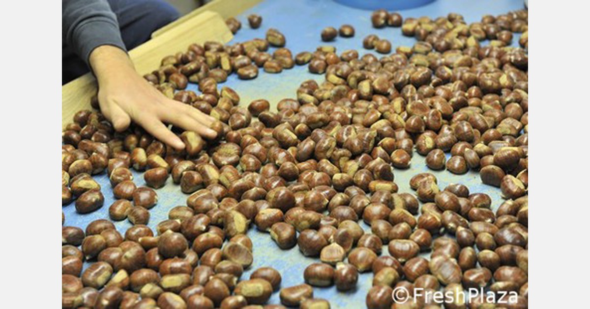 Castagne e marroni in quantità fuori dal comune