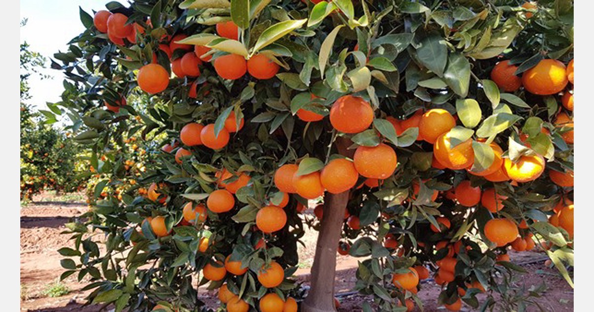 Mandarino ibrido Valley Gold: interesse crescente in Italia