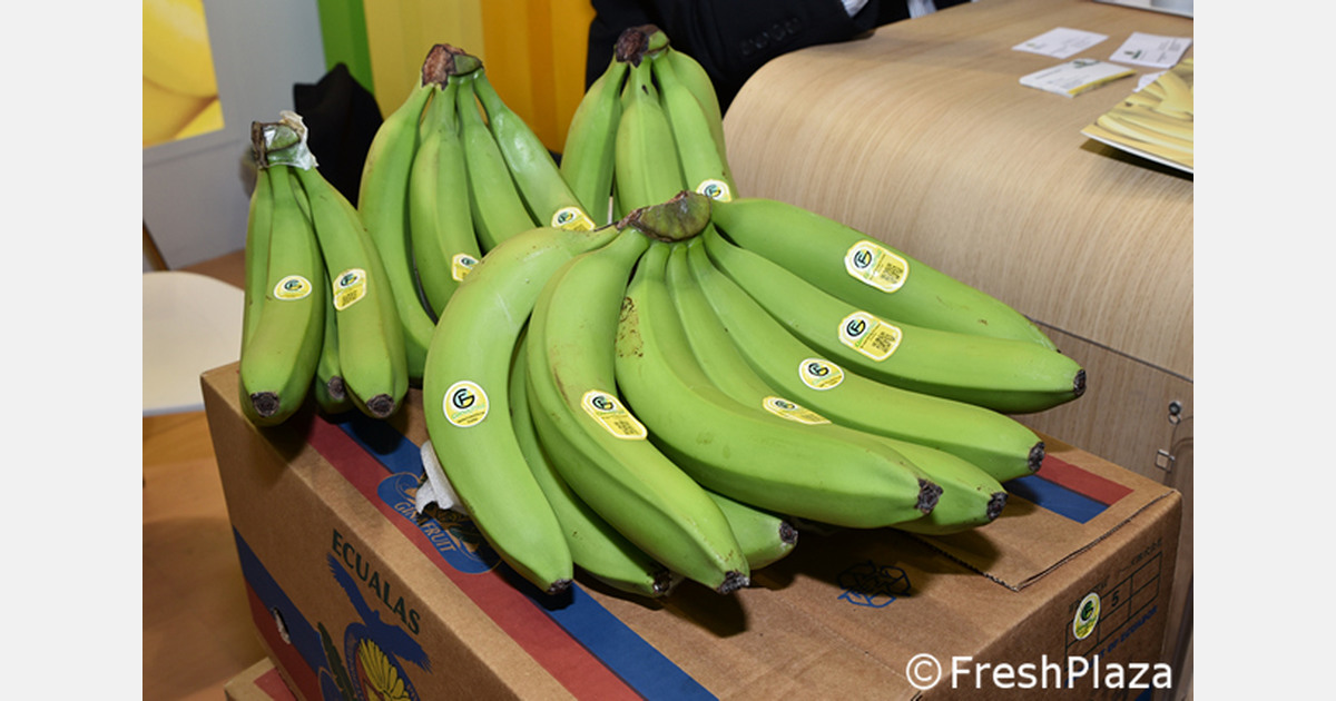 La banana: da commodity a "frutto rifugio", ma la crisi pesa anche su ...