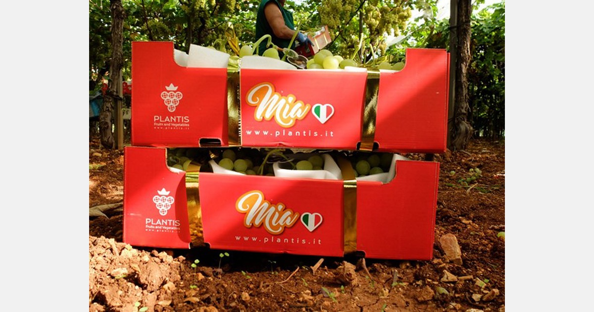 C'è chi si concentra sull'export di uva mettendo già in secondo piano ...