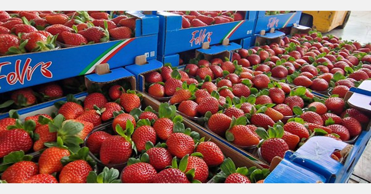 Le prime fragole sono sempre molto attese dai mercati