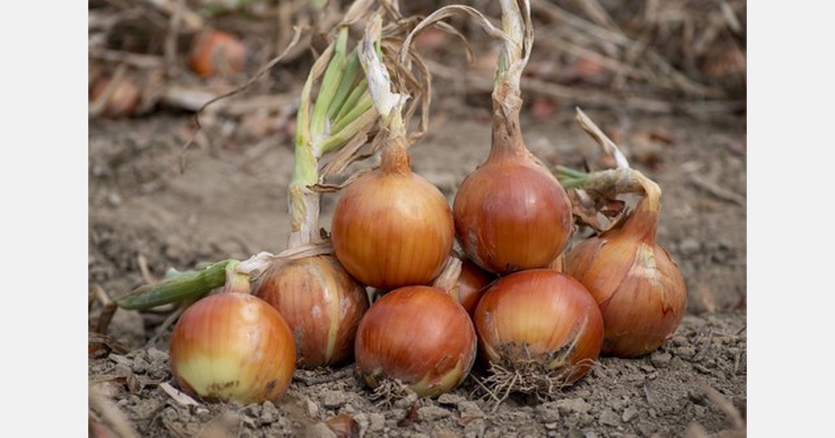 Bejo: al via la campagna cipolle 2022-23