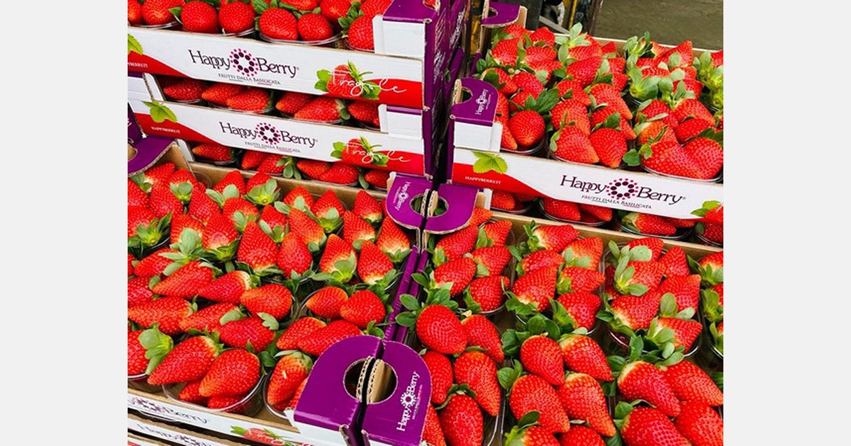 Fragola Marimbella, una crescita esponenziale dal 2020