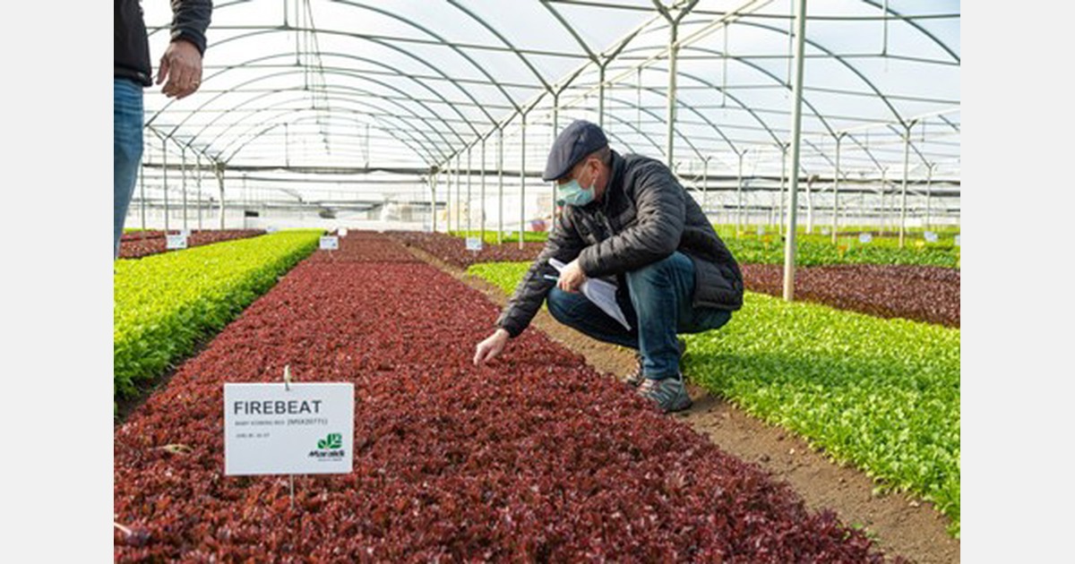 Field Day Baby Leaf, più di cento varietà esposte con delegazioni da ...