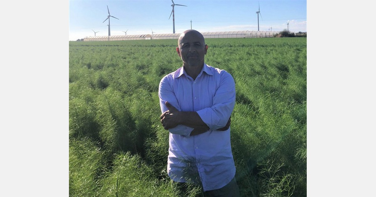 Maltempo in Calabria: il finocchio di Isola Capo Rizzuto Igp è salvo