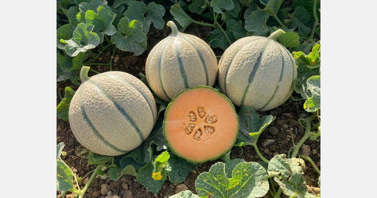 Adagio, il melone semi-retato per la prossima campagna
