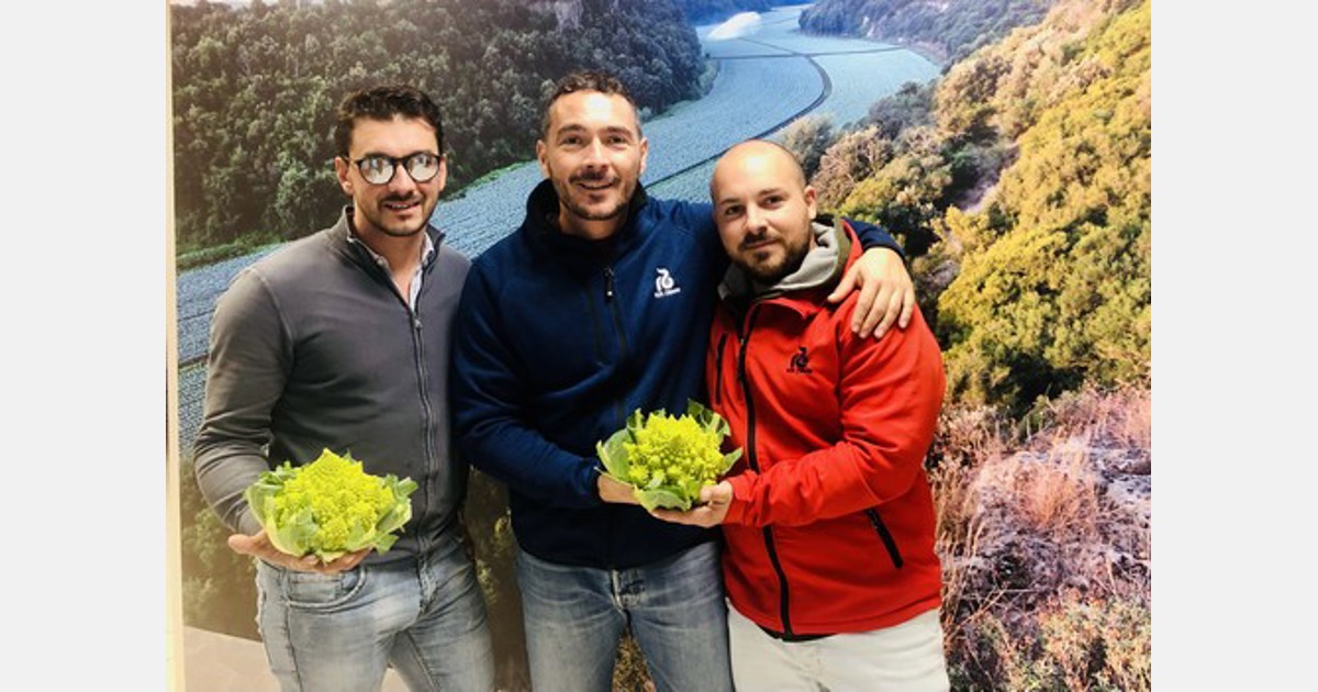 Delaverde RZ F1, il nuovo cavolfiore romanesco