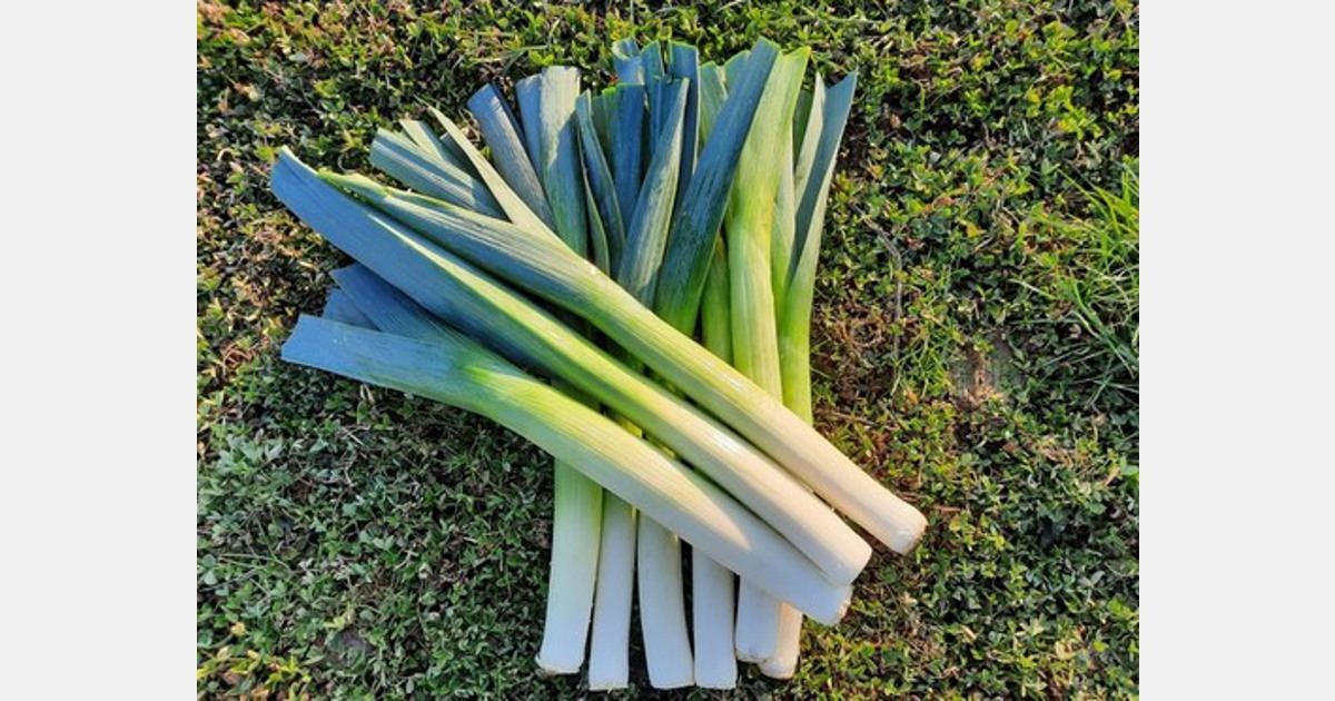 Porro ibrido: un assortimento completo per 12 mesi l'anno