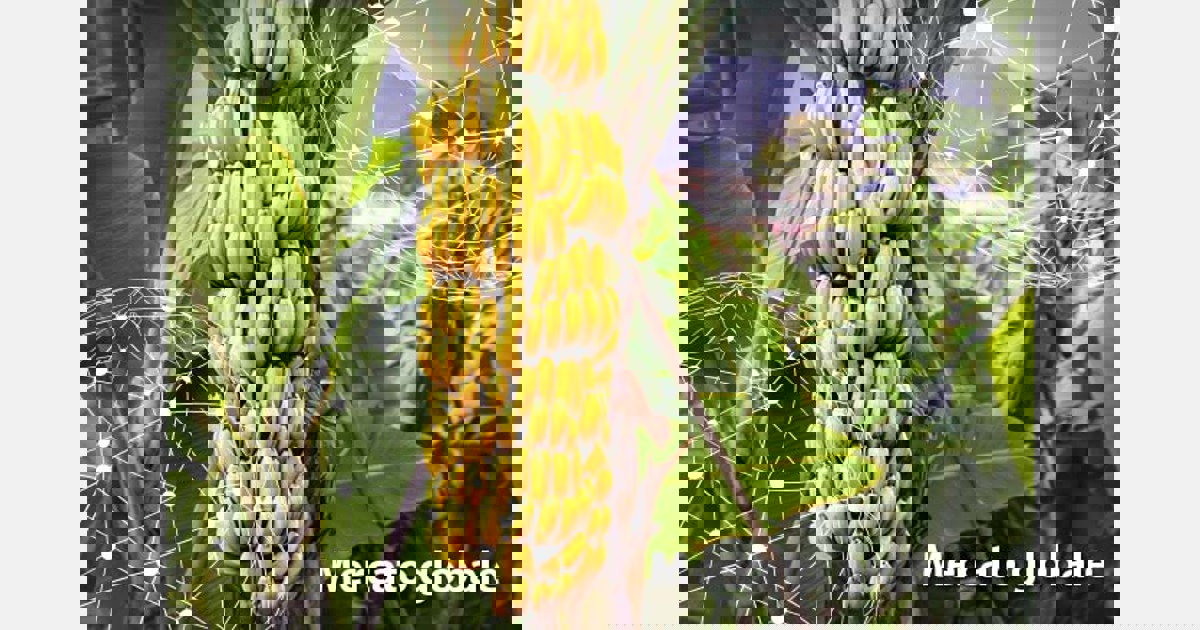 Focus sul mercato mondiale delle banane