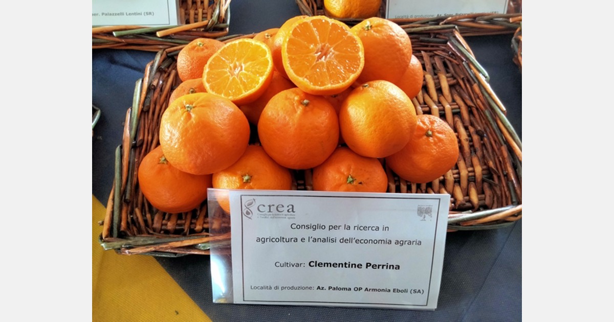 Prima uscita pubblica per la Clementine Perrina, la più tardiva d'Italia