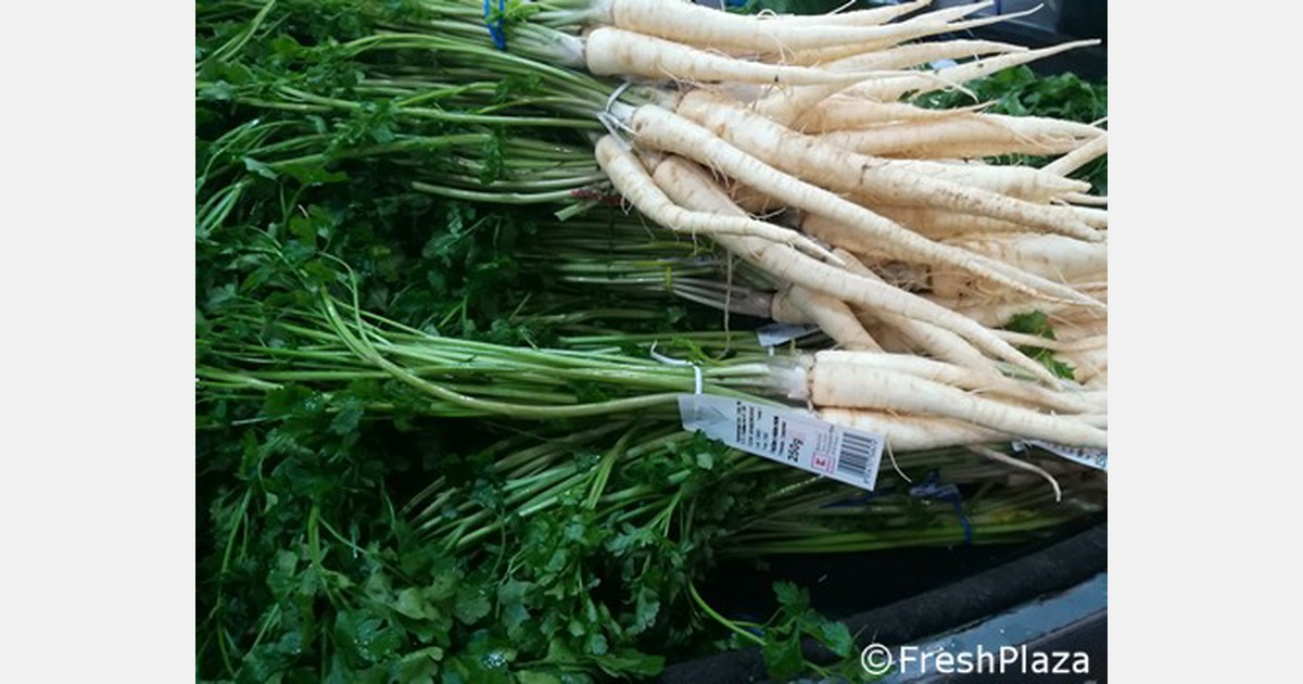 Radice di prezzemolo e sedano rapa: due referenze da incrementare per ...